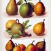 Botanical Print Belgian Pear Chart, Antique Poster Print Set - Etsy