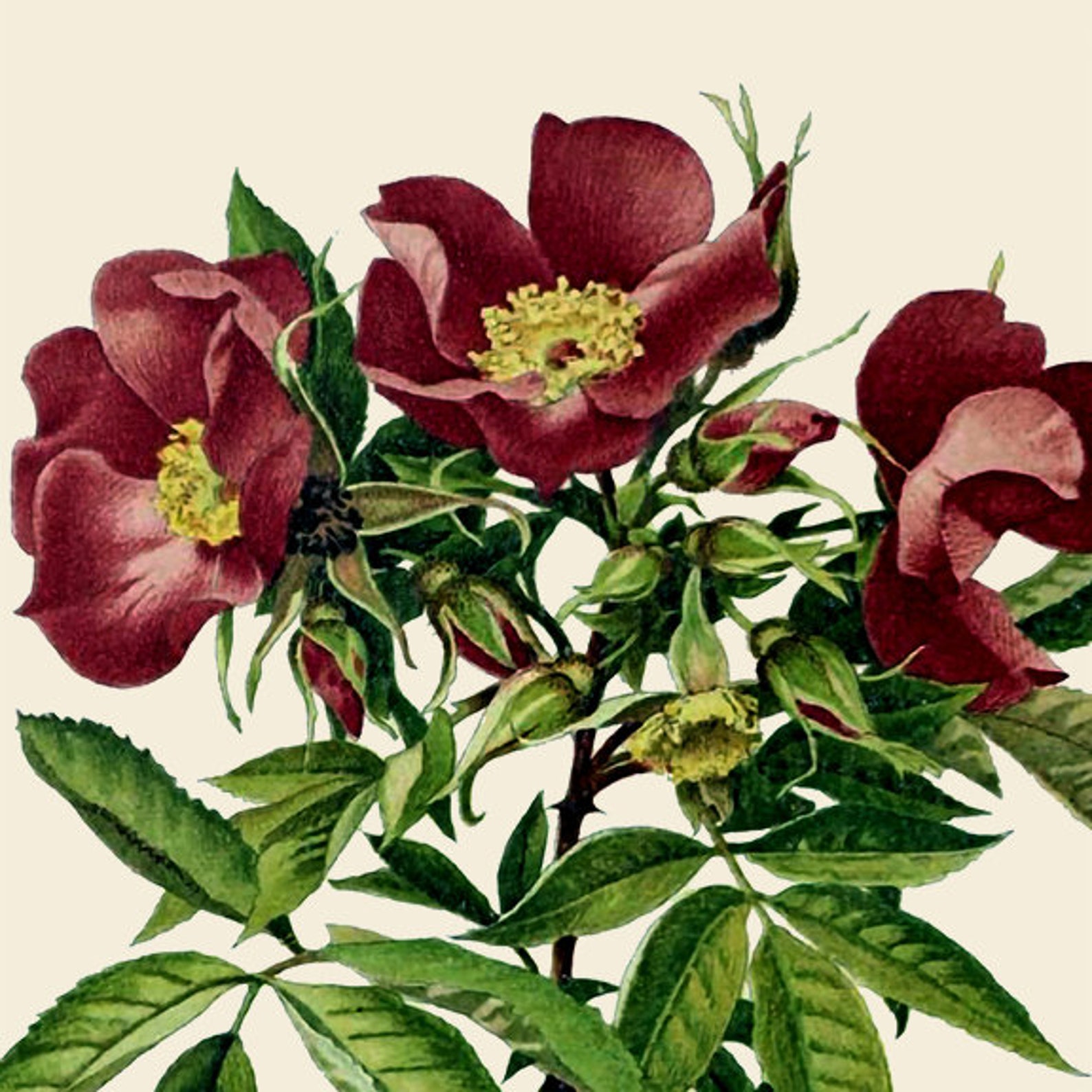 Old Red Rose Botanical Illustrations - Etsy