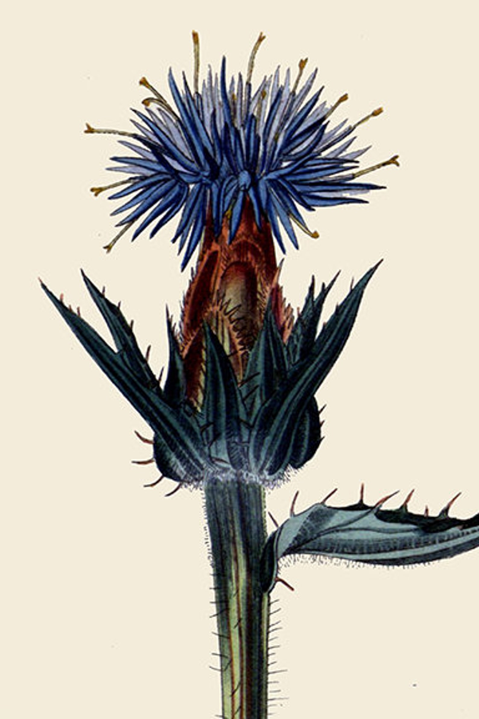 Thistle Botanical Print Set - Etsy