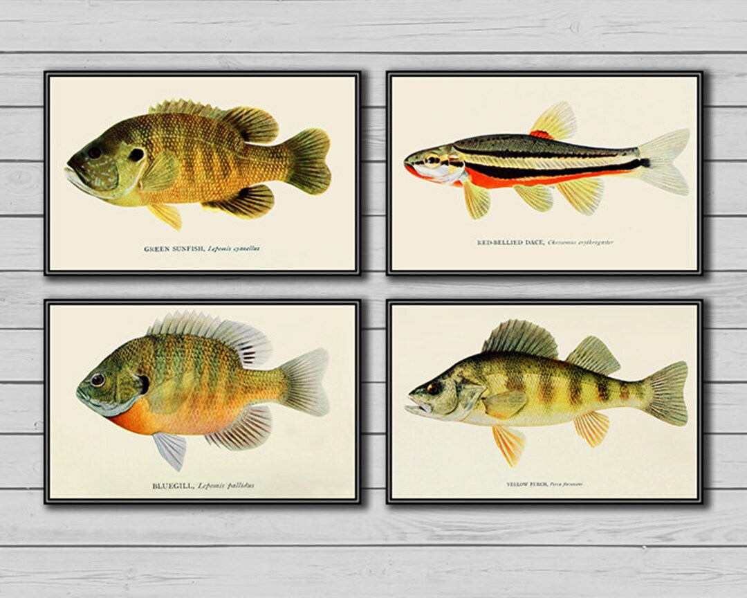 Fresh Water Fish Print Set - Etsy