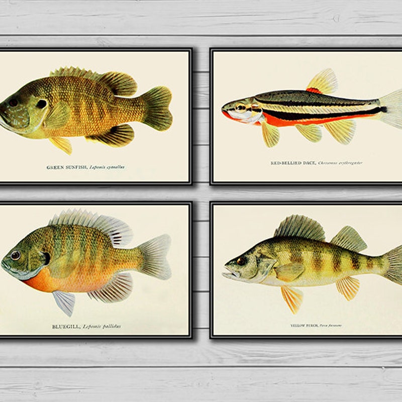 Fresh Water Fish Prints - Etsy