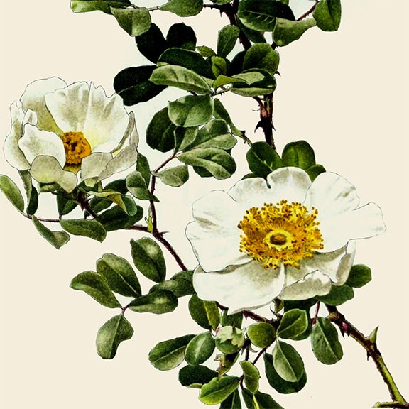 Old White Rose Botanical Illustrations | Etsy