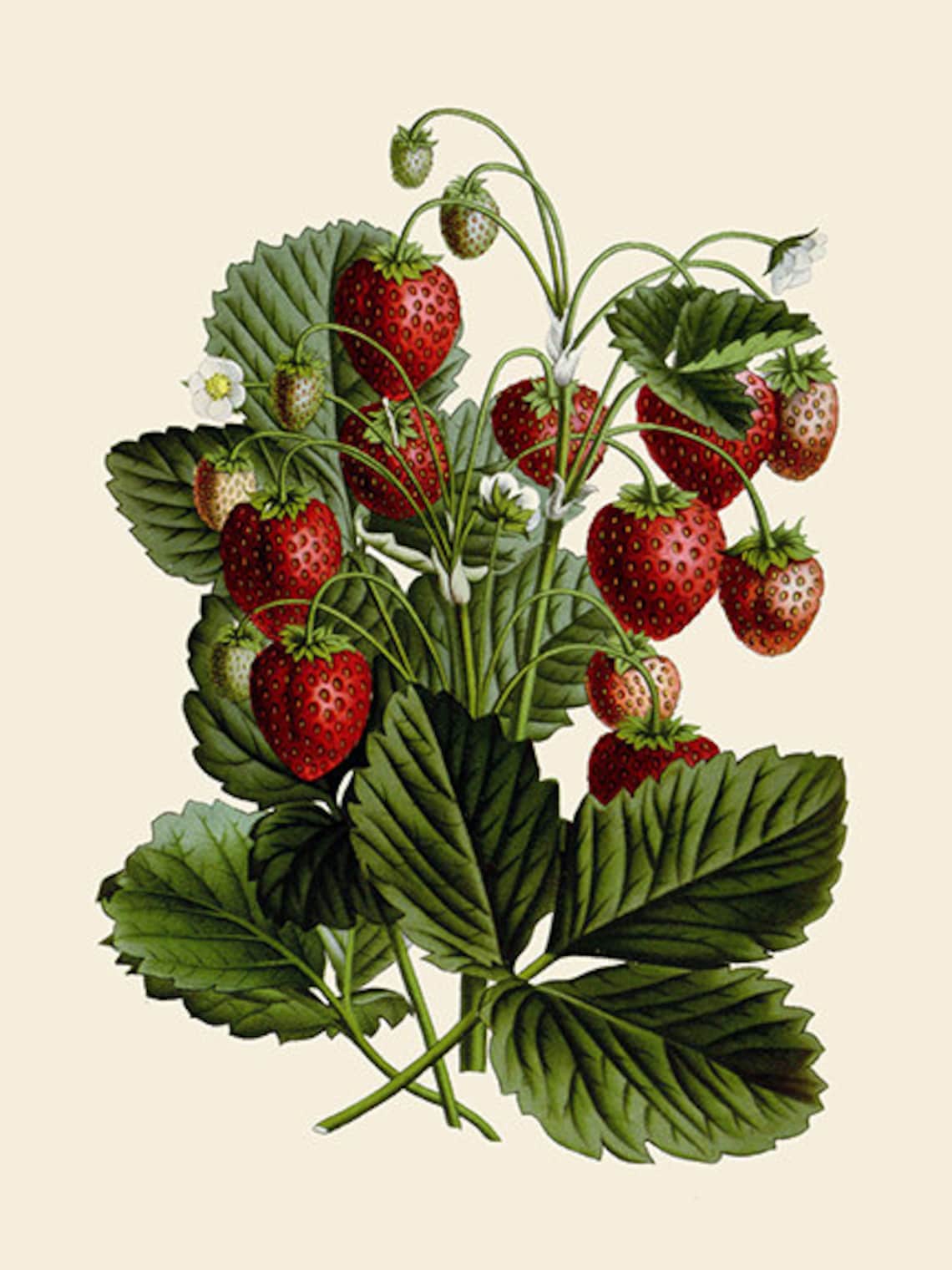 Strawberry Botanical Illustrations Wall Art for the Living Room - Etsy