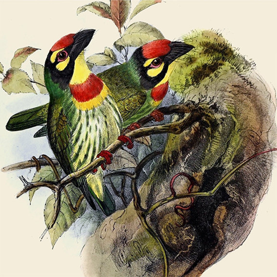 Brazilian Bird Illustrations From Historical Sources, Antique Print Set ...