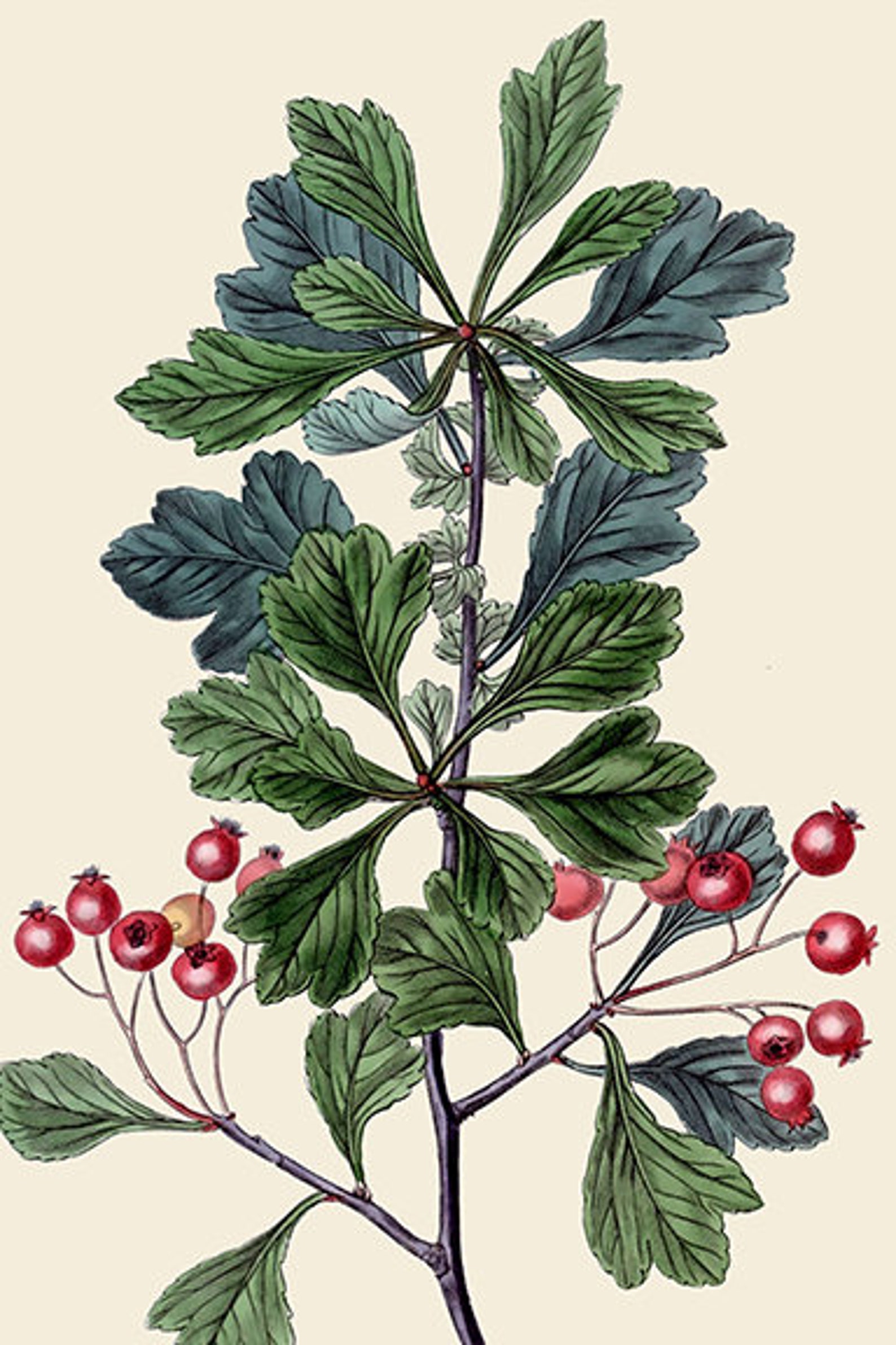 Berry Botanical Illustrations From Historical Sources Antique | Etsy