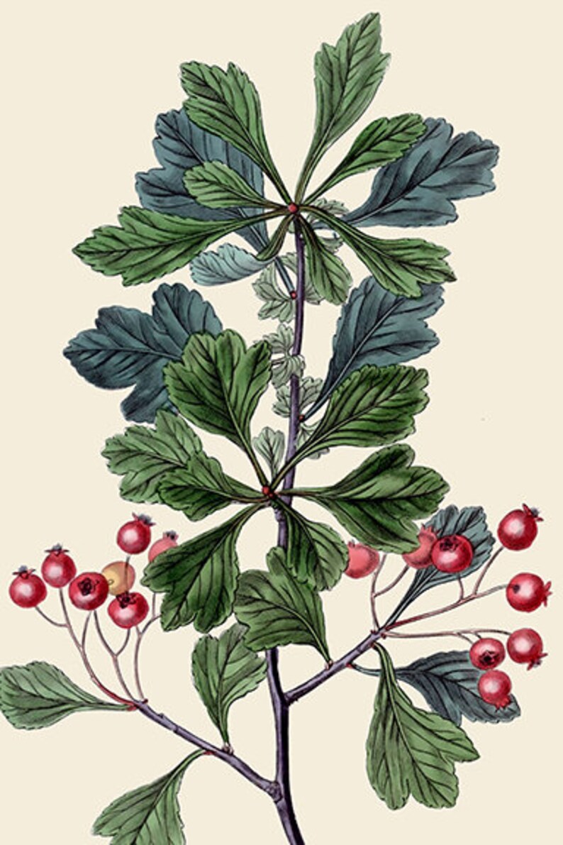 Berry Botanical Illustrations From Historical Sources, Antique Print ...