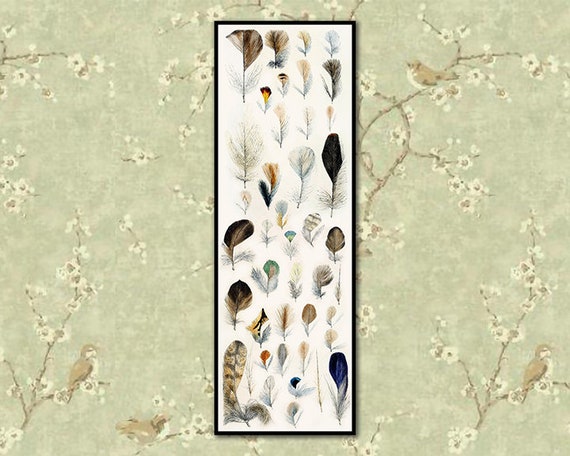 Feather Identification Chart Uk