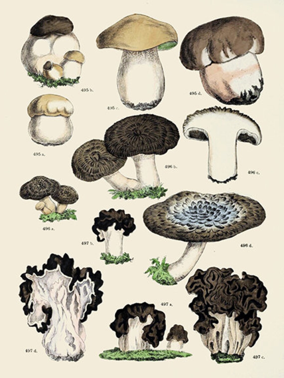 Mushroom Identification Charts Botanical Illustrations - Etsy Denmark