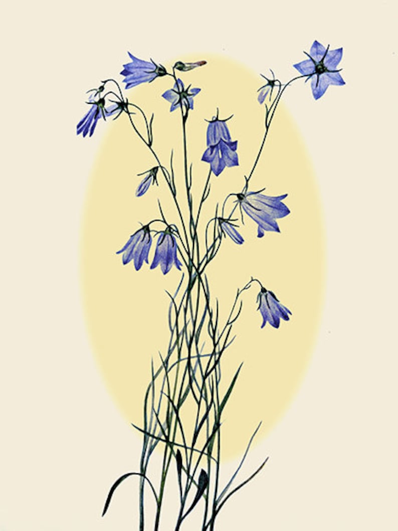 French Botanical Print Blue Wild Flowers, Antique Print Set - Etsy