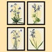 French Botanical Print Blue Wild Flowers, Antique Print Set - Etsy
