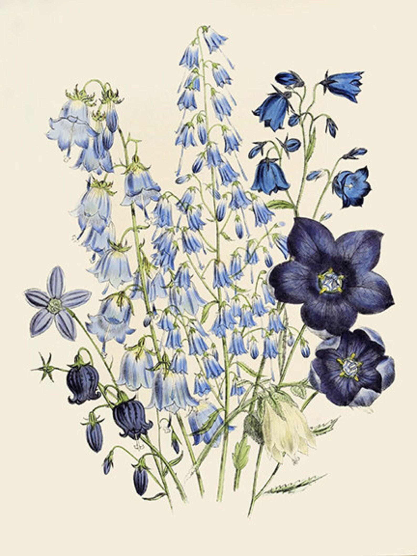 Botanical Print Blue Flower Bouquet Antique Print Set - Etsy