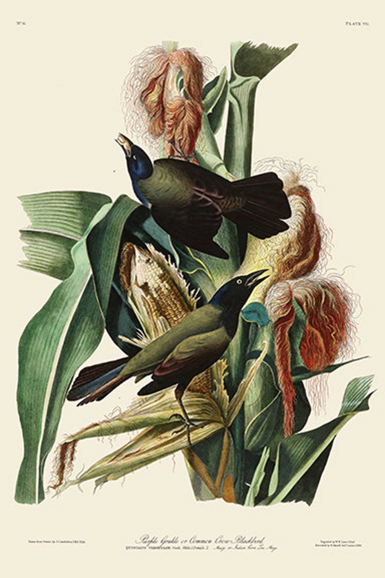 John James Audubon Bird Print Illustrations Plate 7 - Etsy