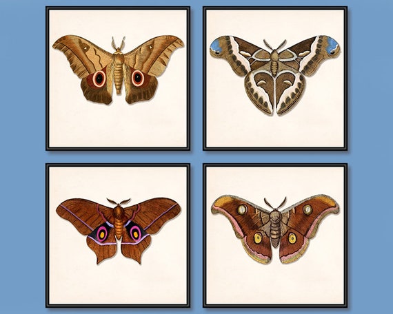 Moth Botanical Illustrations | Etsy