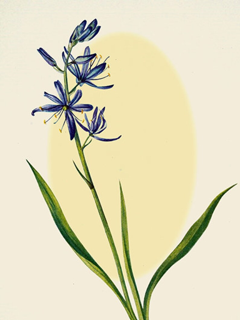 French Botanical Print Blue Wild Flowers, Antique Print Set - Etsy