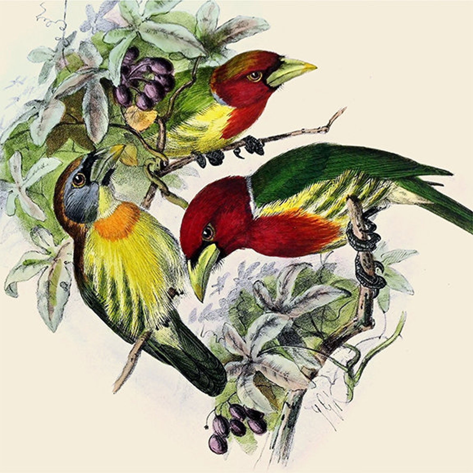 Brazilian Bird Illustrations From Historical Sources, Antique Print Set ...