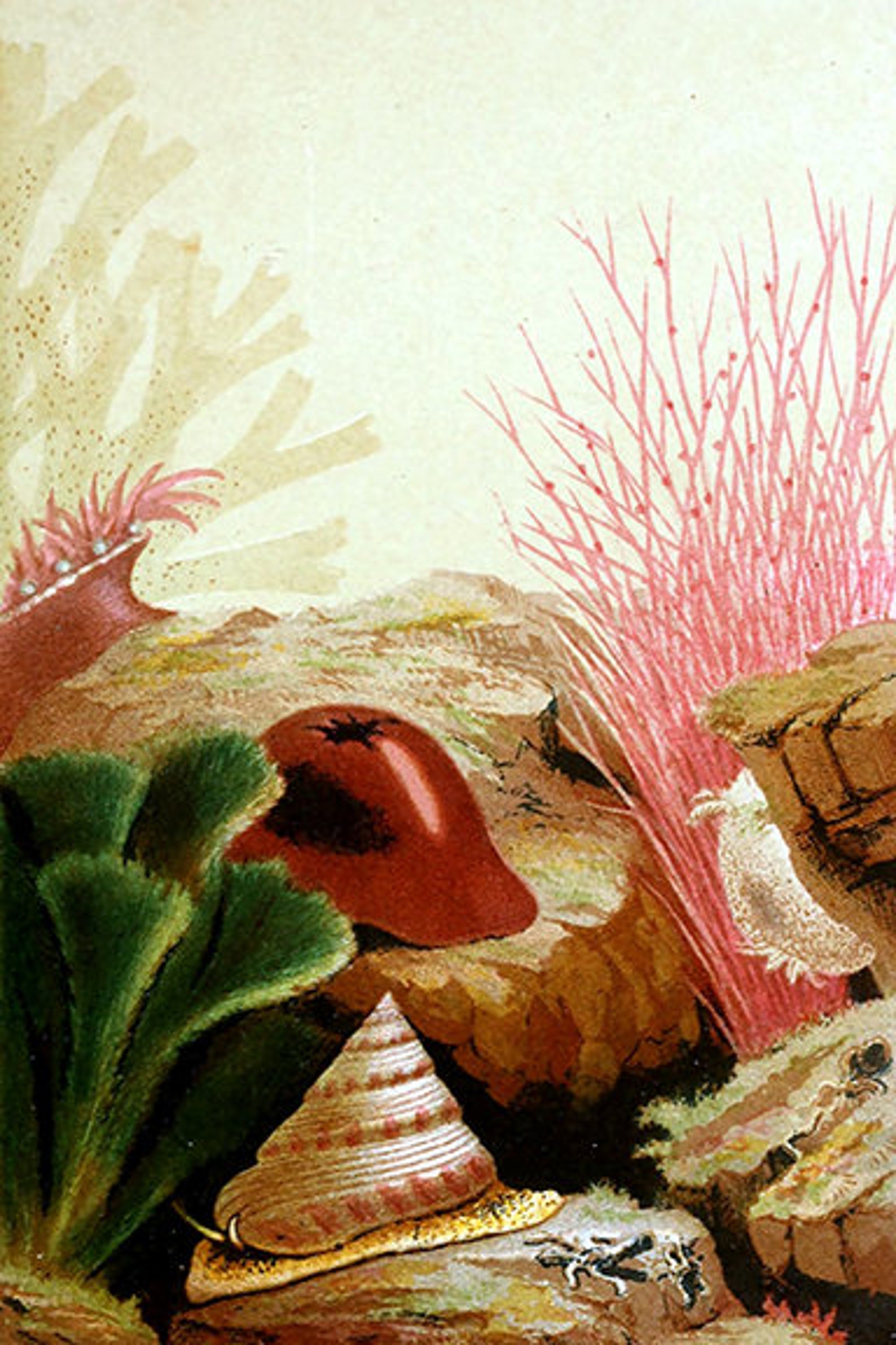 Sea Life Prints - Etsy