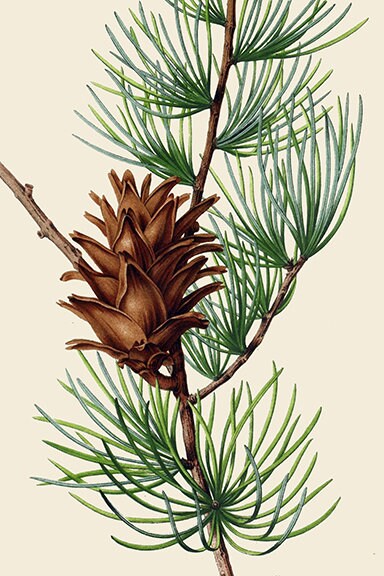 Pine and Evergreen Antique Botanical Print Set. | Etsy