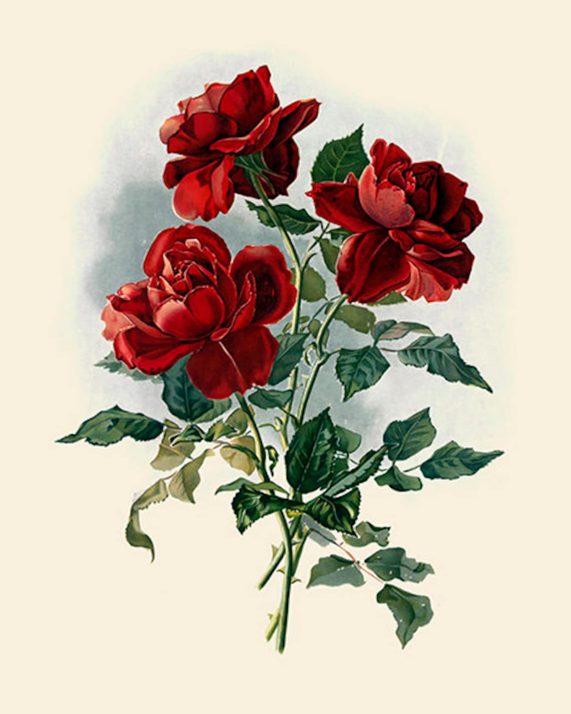 Classic Rose Botanical Prints - Etsy