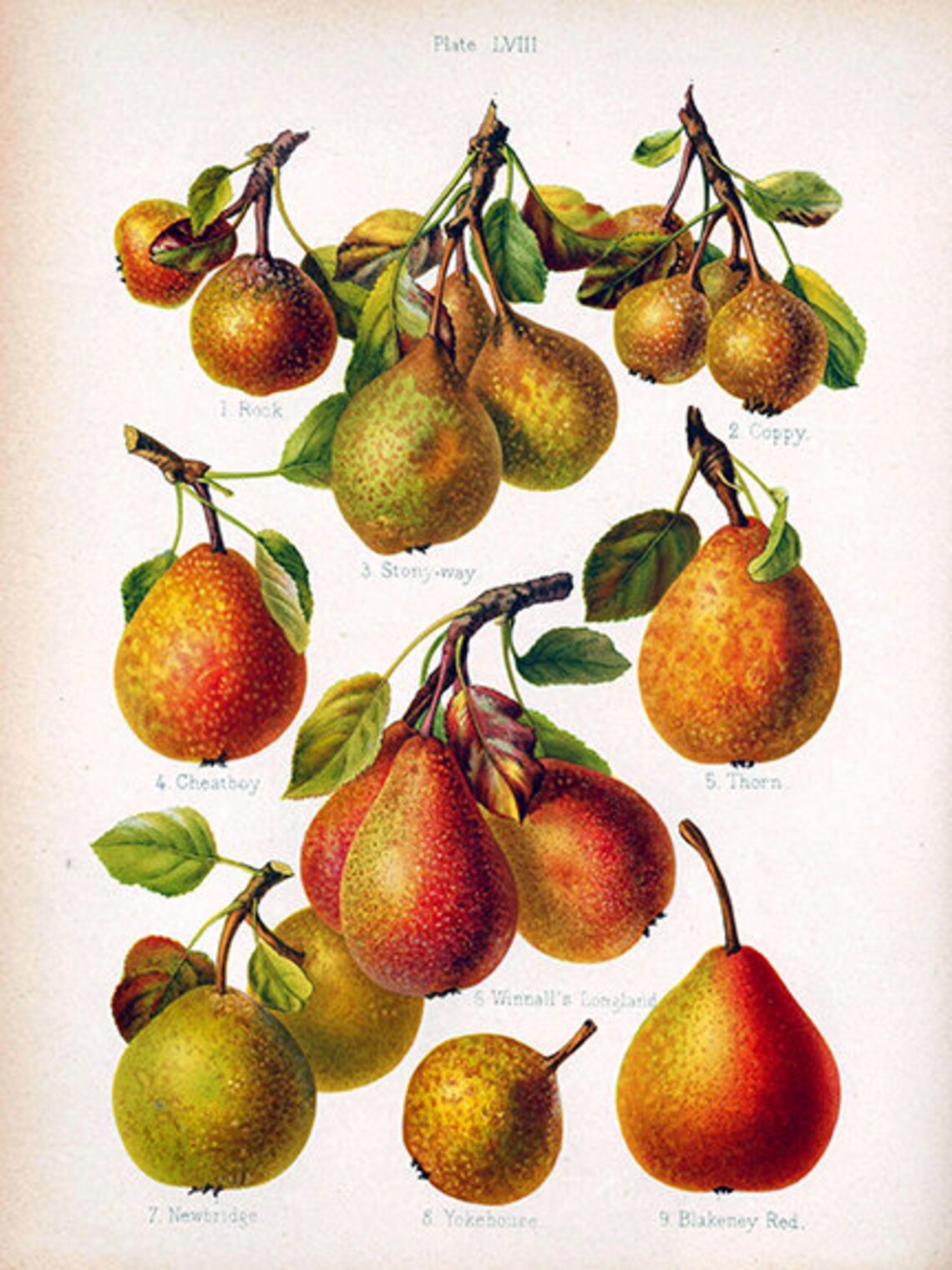 Botanical Print Belgian Pear Chart Antique Poster Print Set - Etsy