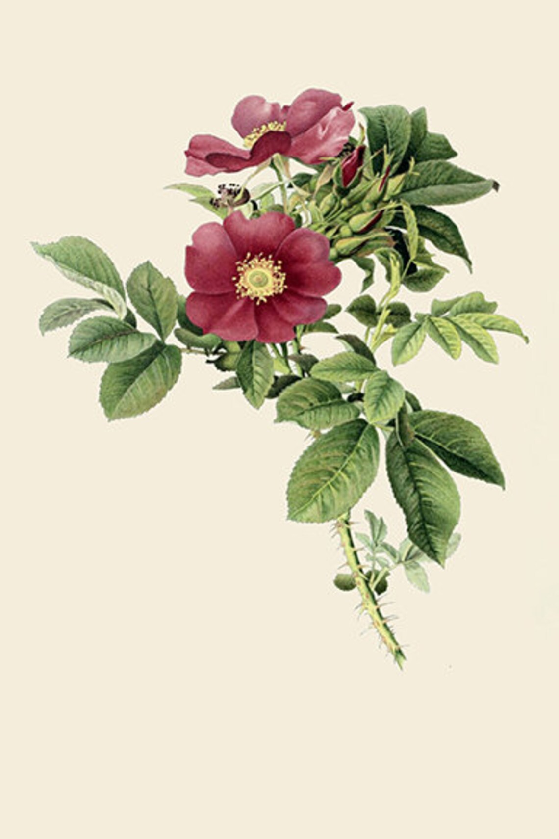 Traditional British Rose Botanical Illustrations by Alfred - Etsy