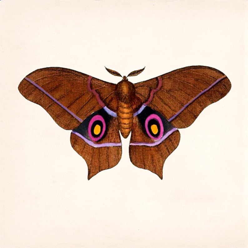 Moth Botanical Illustrations | Etsy