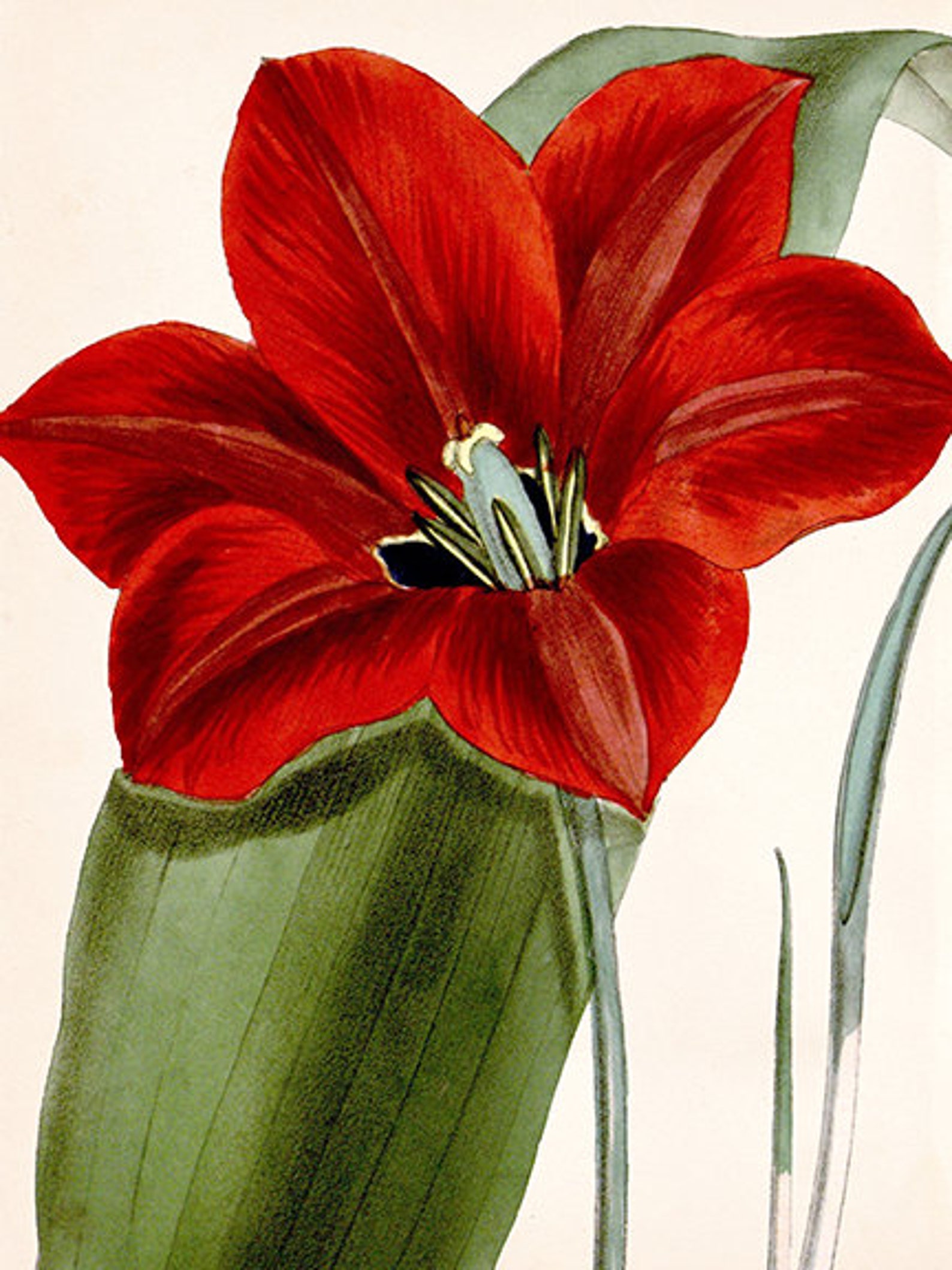 Red Flower Botanical Prints | Etsy