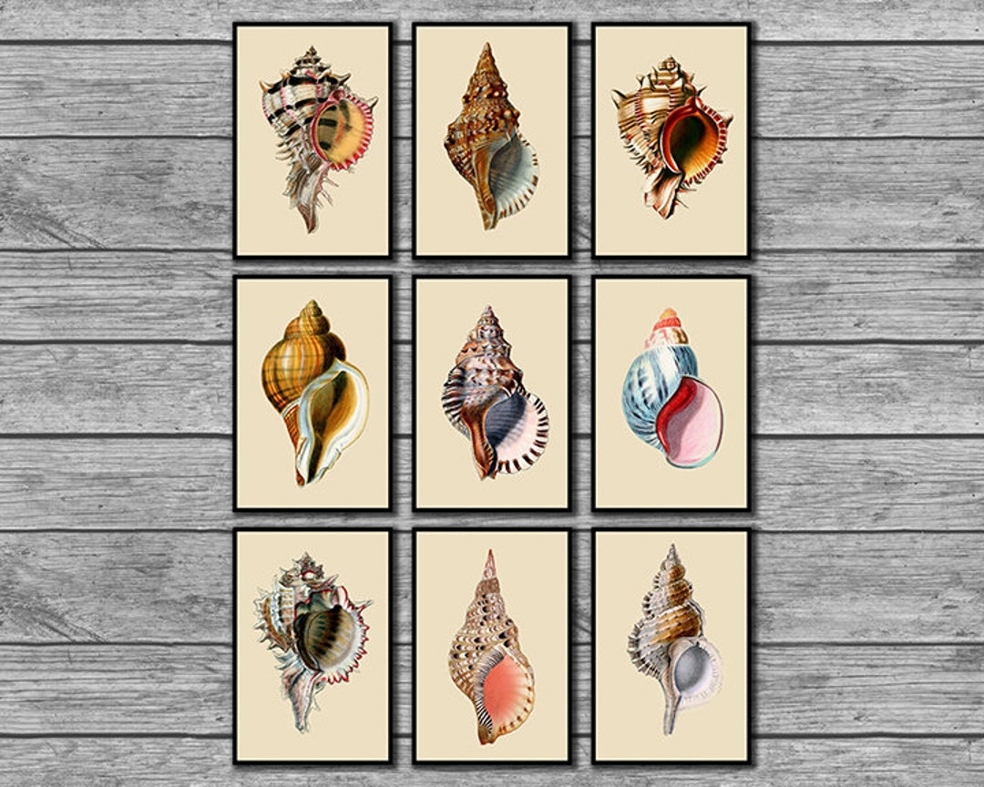Seashell Prints - Etsy