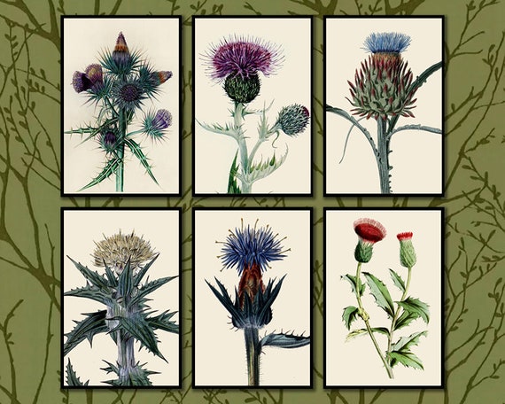 Thistle Botanical Print Set - Etsy