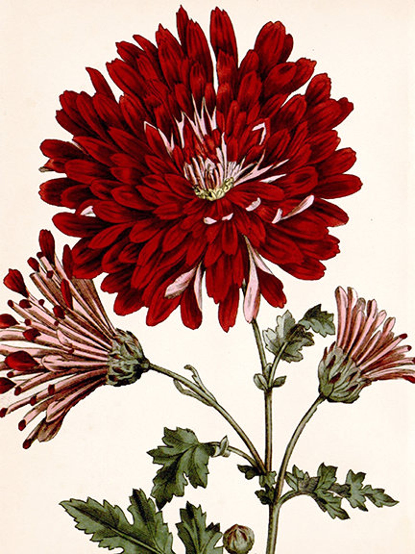 Red Flower Botanical Prints | Etsy