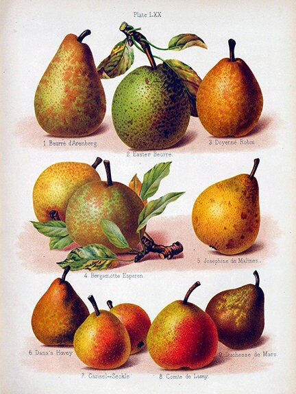 Botanical Print Belgian Pear Chart, Antique Poster Art - Etsy