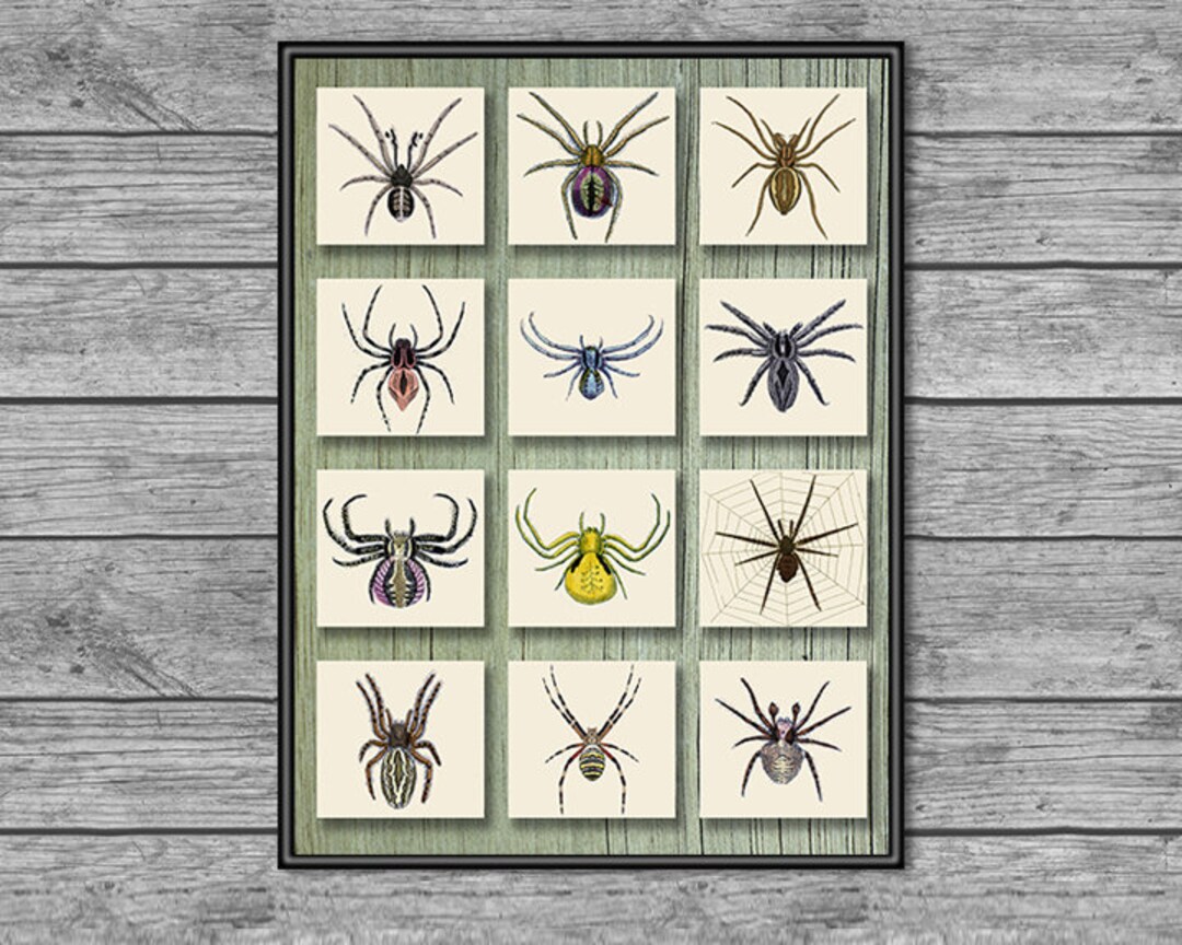 Spider Collection Poster - Etsy