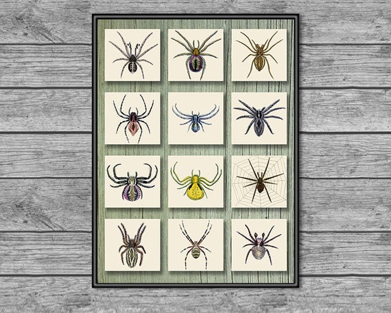 Spider Collection Poster | Etsy