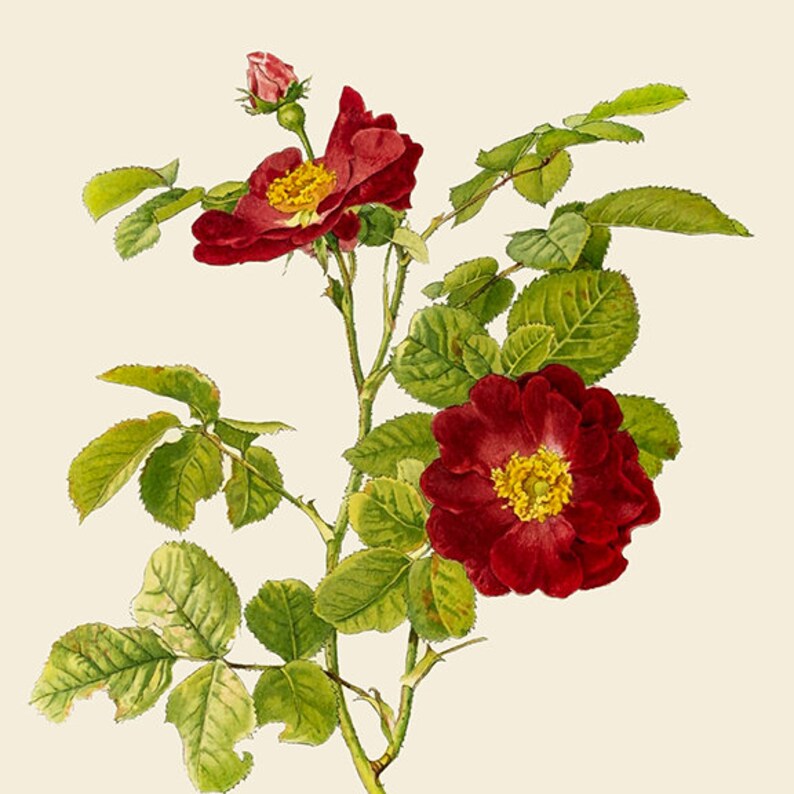 Old Red Rose Botanical Illustrations - Etsy
