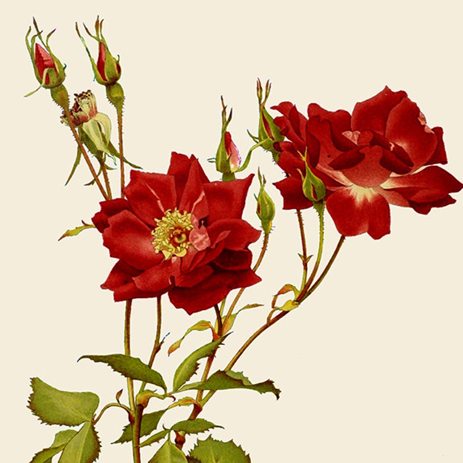 Old Red Rose Botanical Illustrations | Etsy