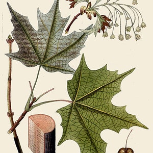 Tree Leaf and Seed Identification Botanical Prints - Etsy