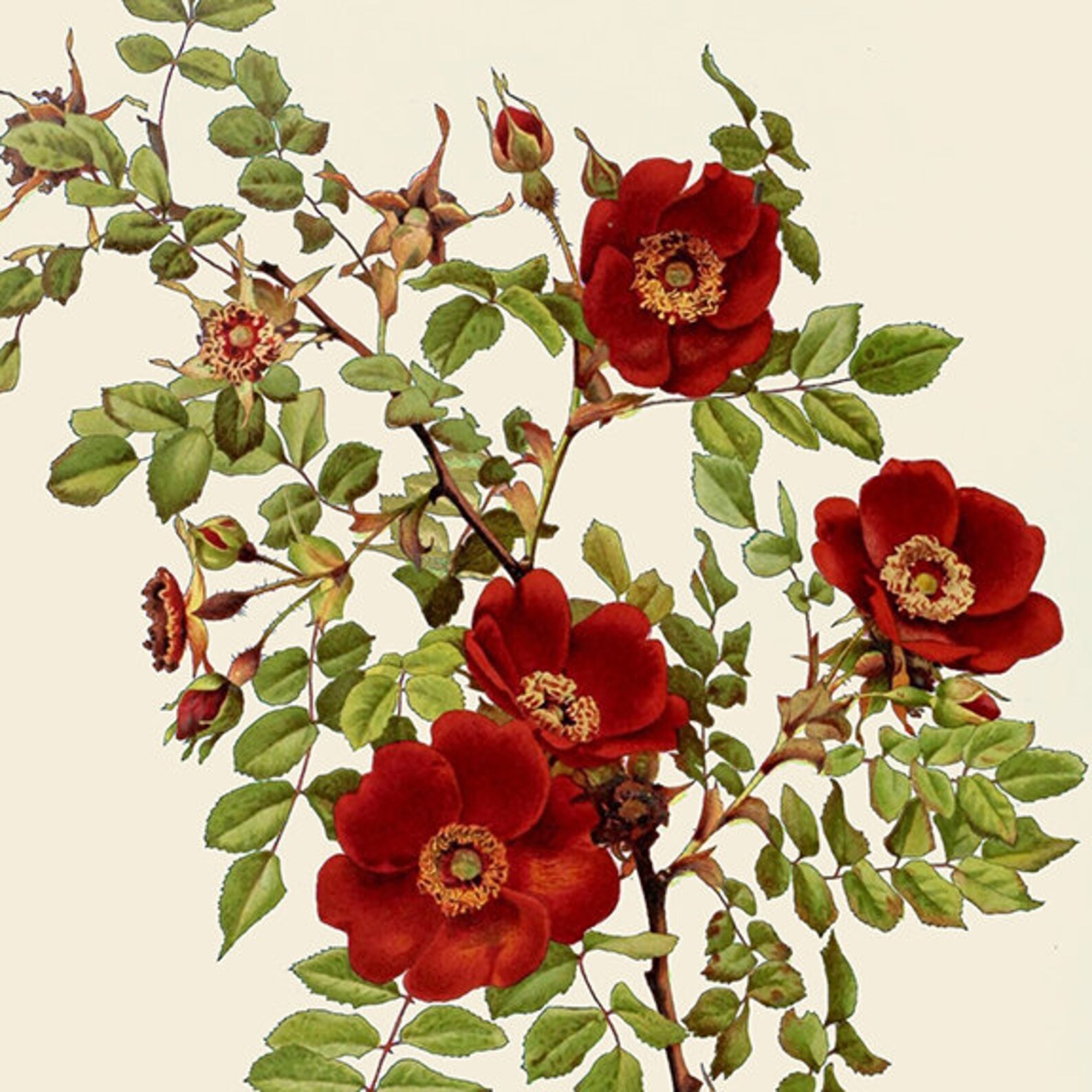 Old Red Rose Botanical Illustrations - Etsy