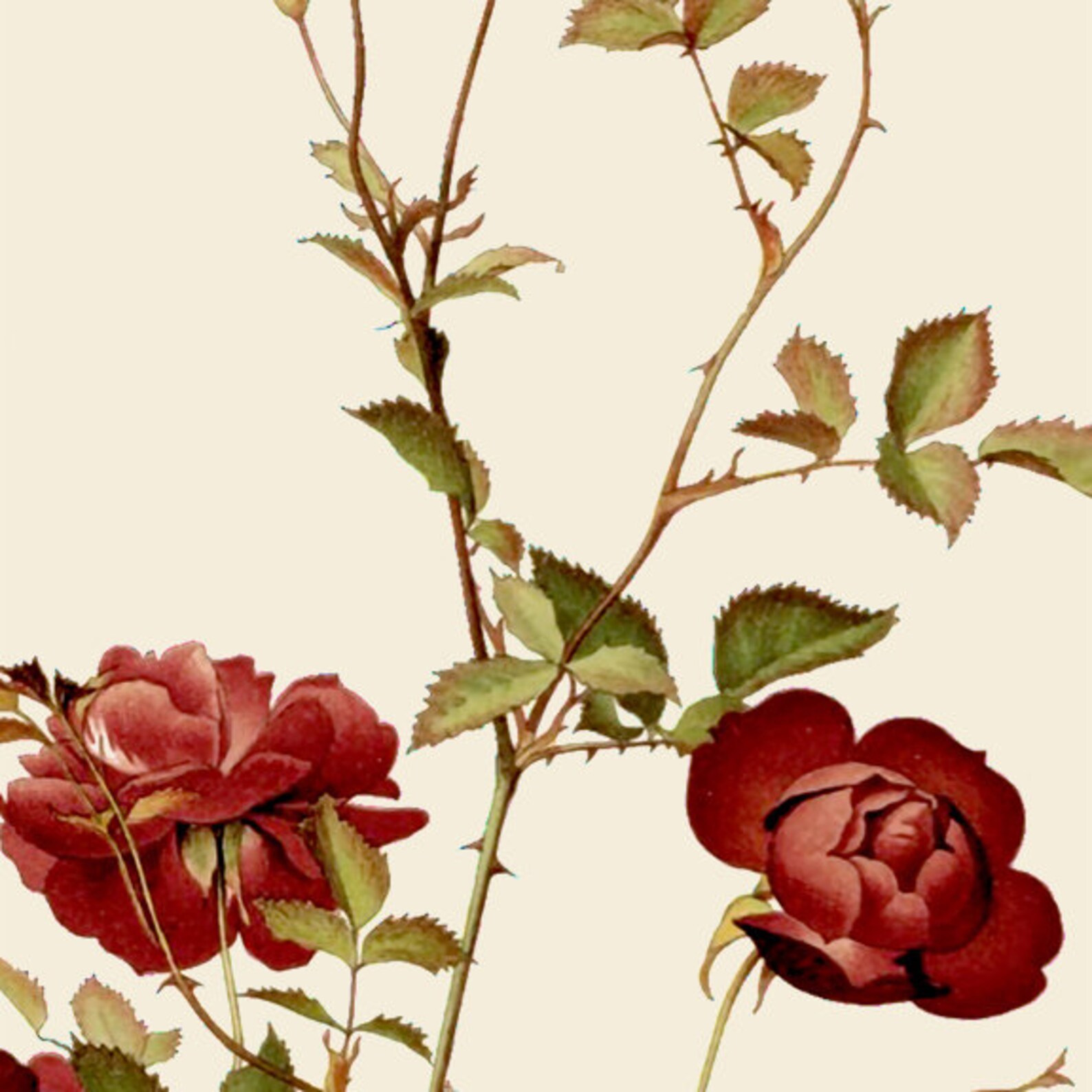 Old Red Rose Botanical Illustrations - Etsy
