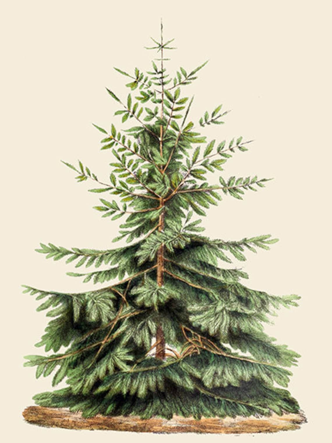 Christmas Botanical Prints - Etsy