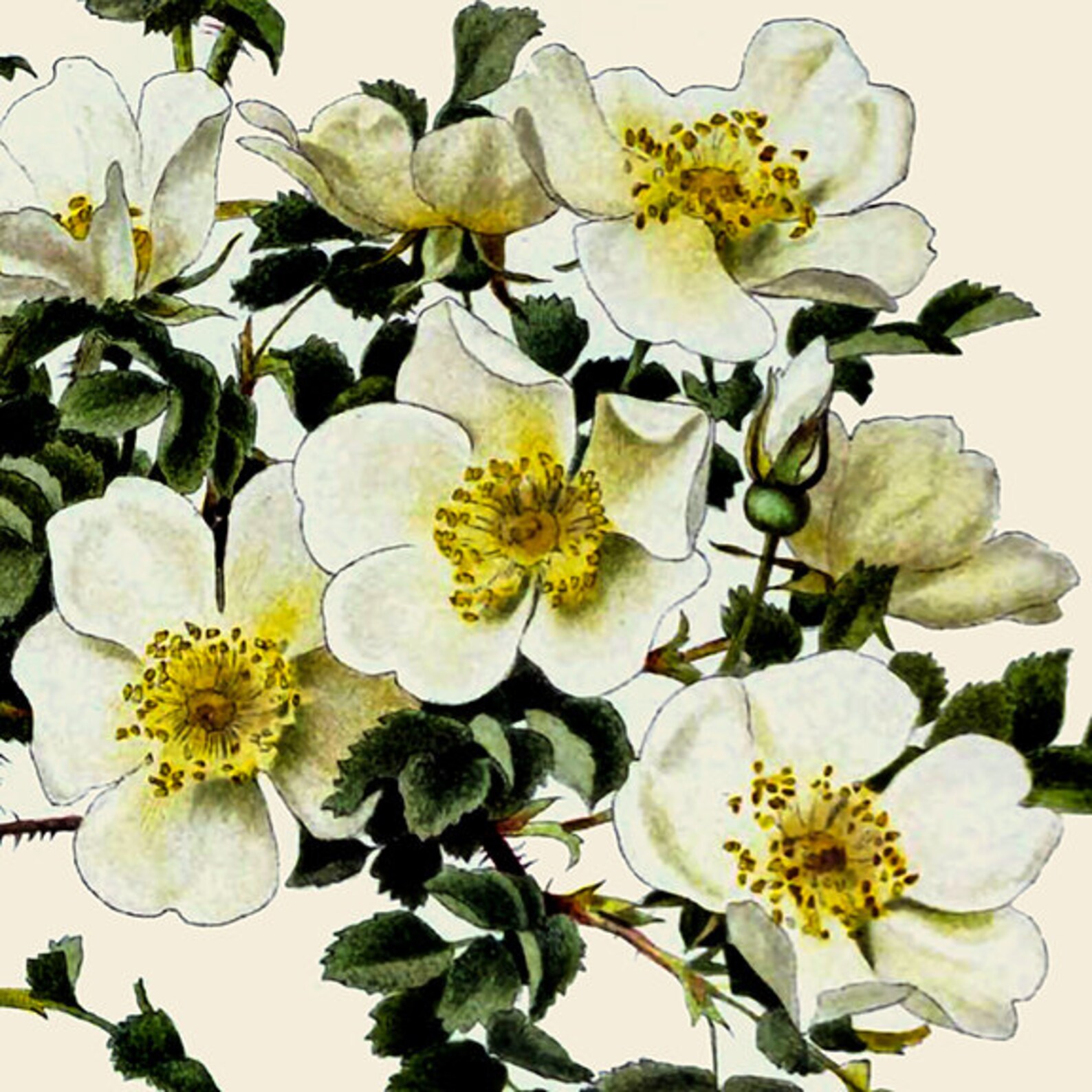 Old White Rose Botanical Illustrations | Etsy