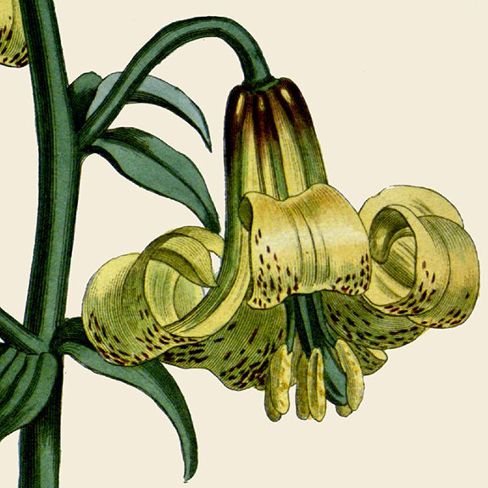 Tiger Lily Botanical Print Set | Etsy