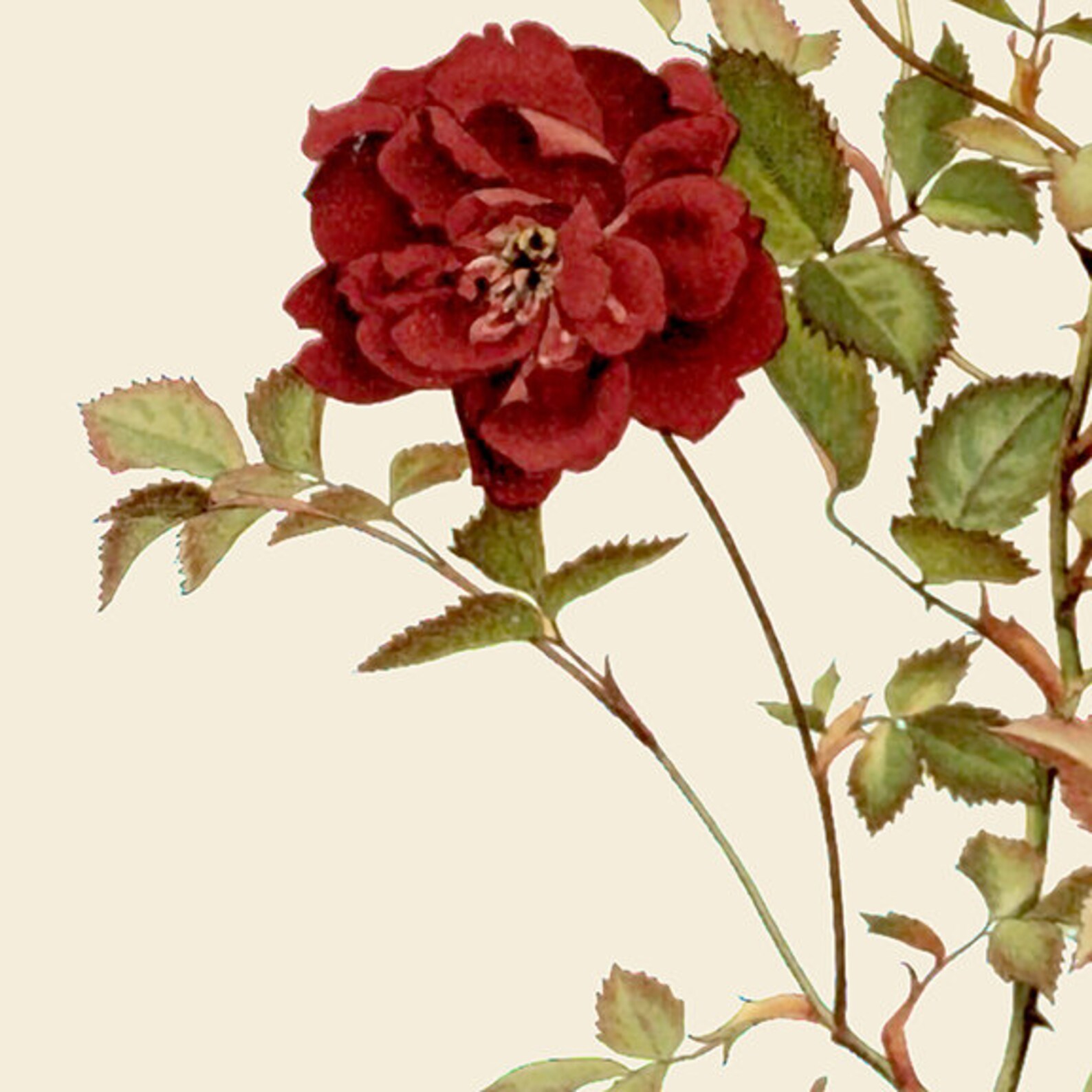 Old Red Rose Botanical Illustrations - Etsy