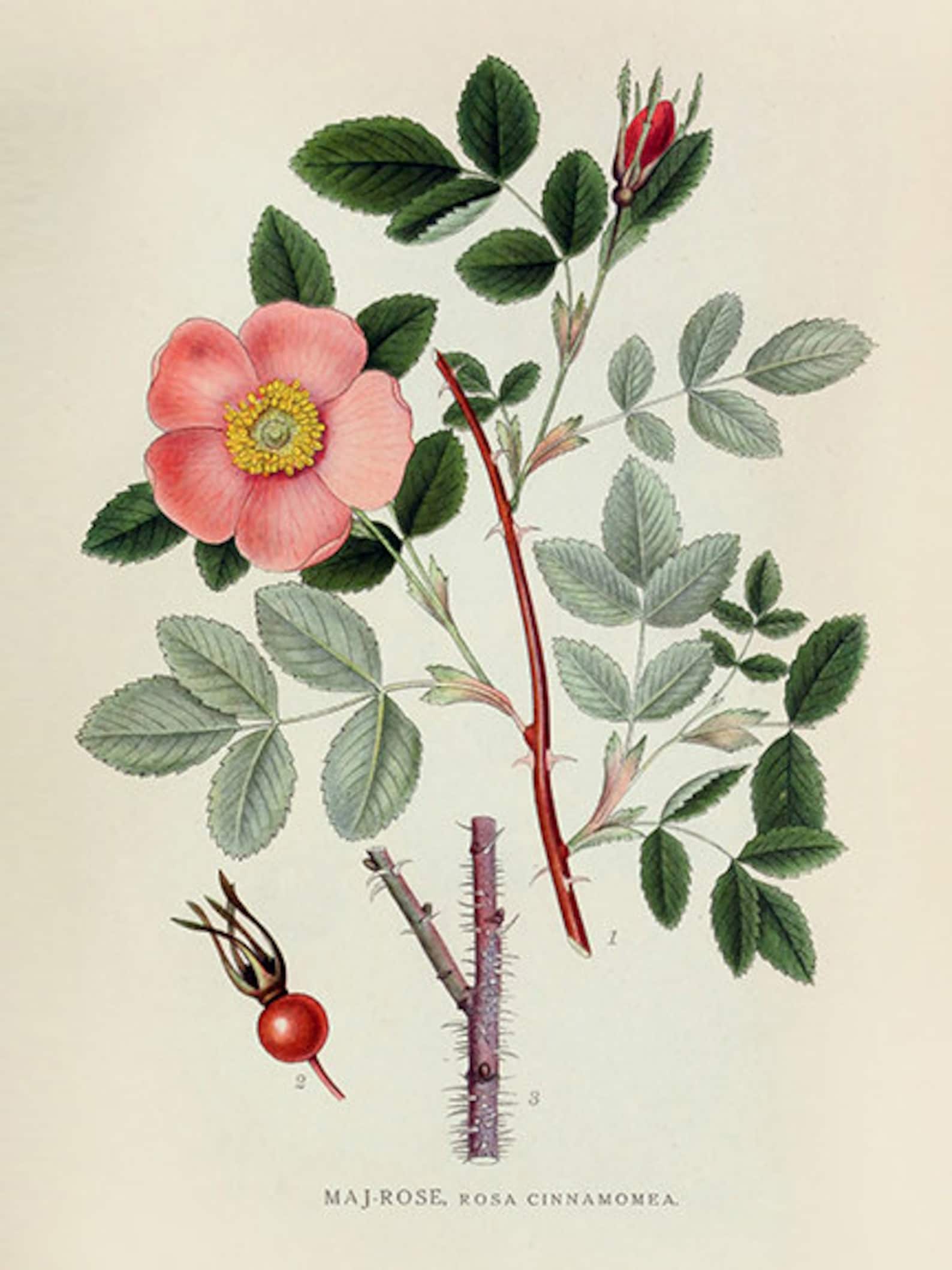 Tudor Rose Botanical Print Set - Etsy