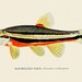 Fresh Water Fish Print Set - Etsy