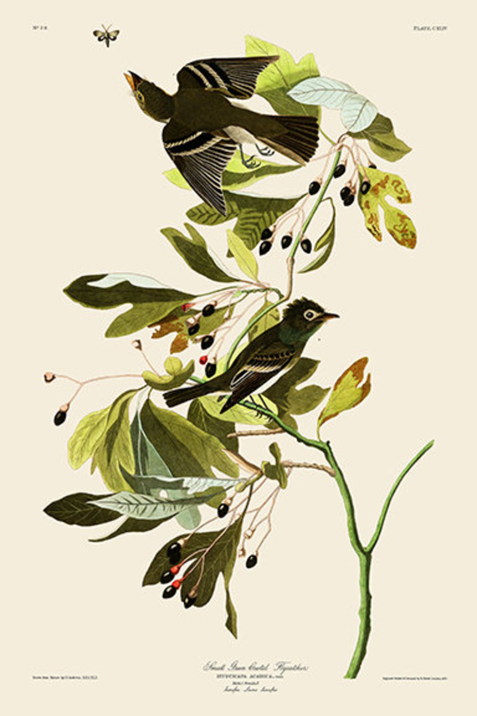 John James Audubon Bird Print Illustrations Plate 144 - Etsy