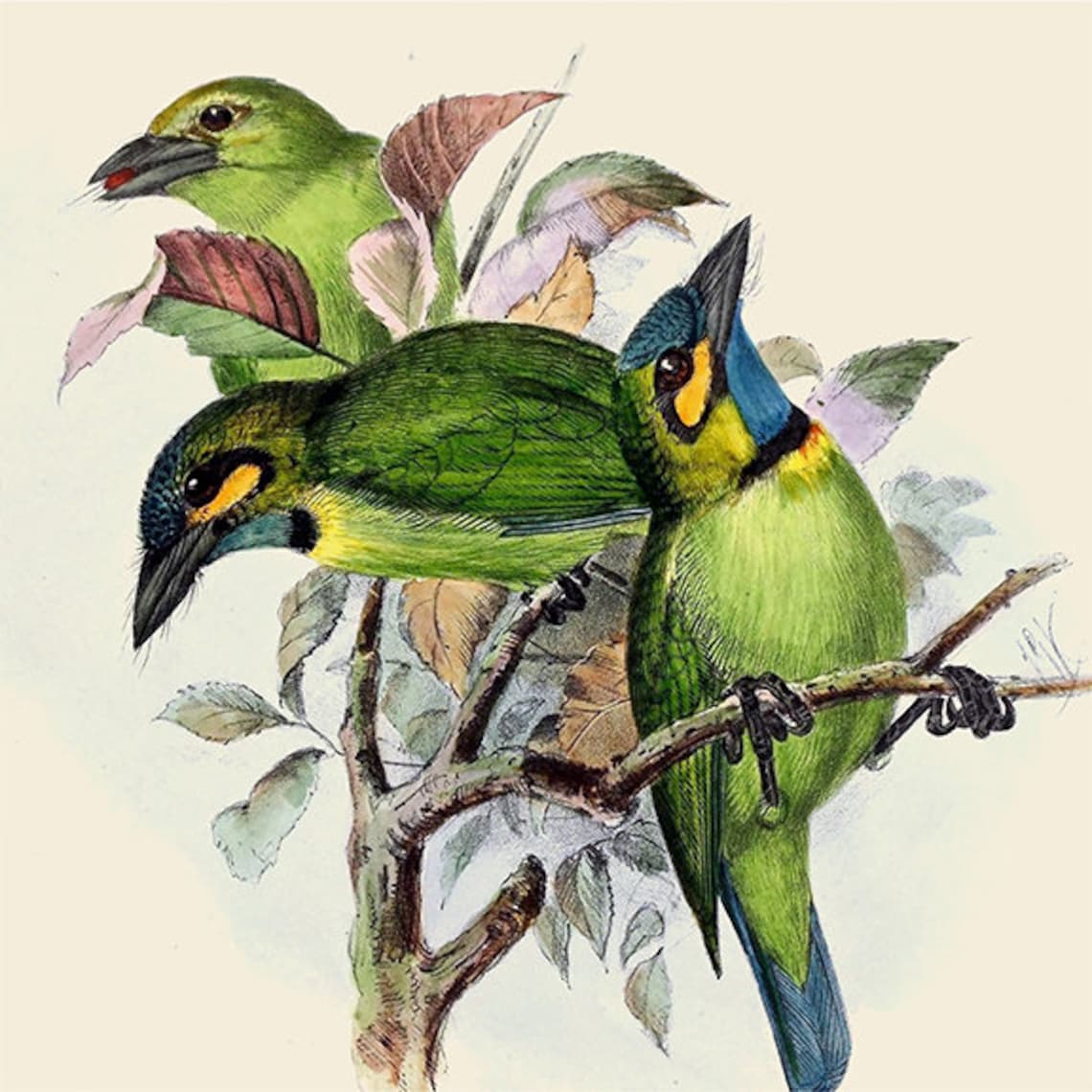 Brazilian Bird Illustrations From Historical Sources, Antique Print Set ...