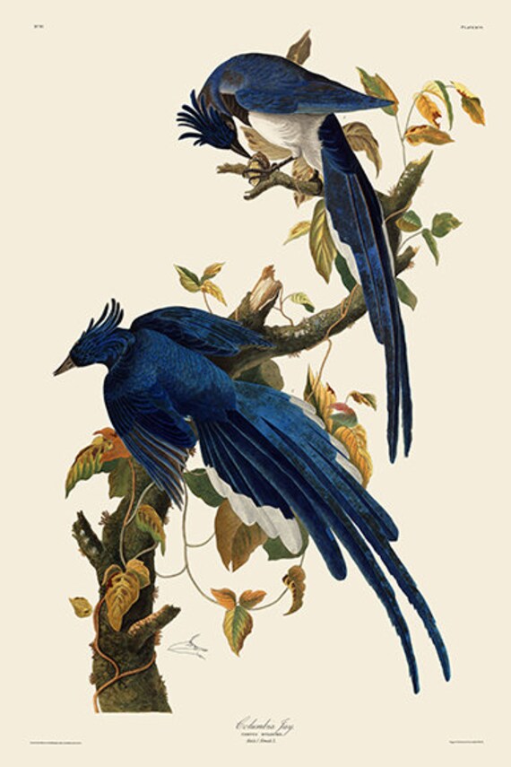 John James Audubon Bird Paintings