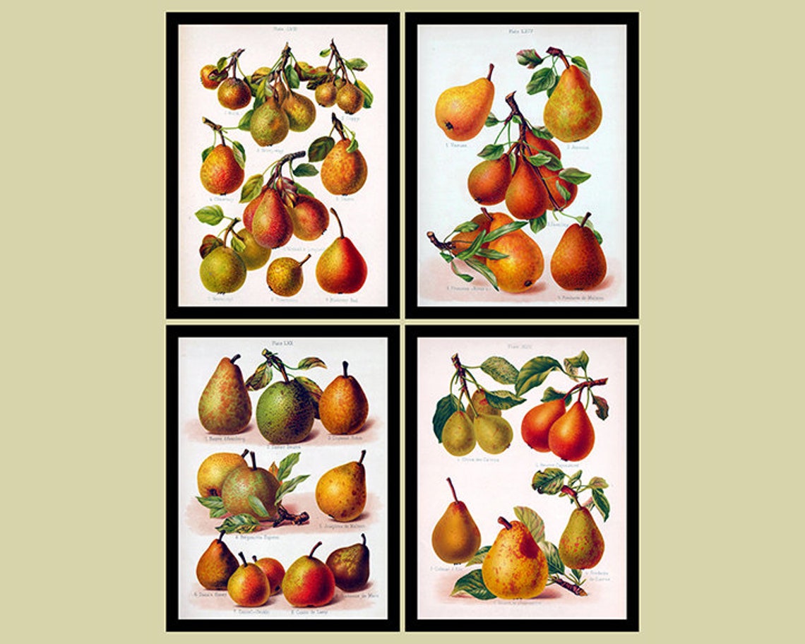Botanical Print Belgian Pear Chart Antique Poster Print Set - Etsy