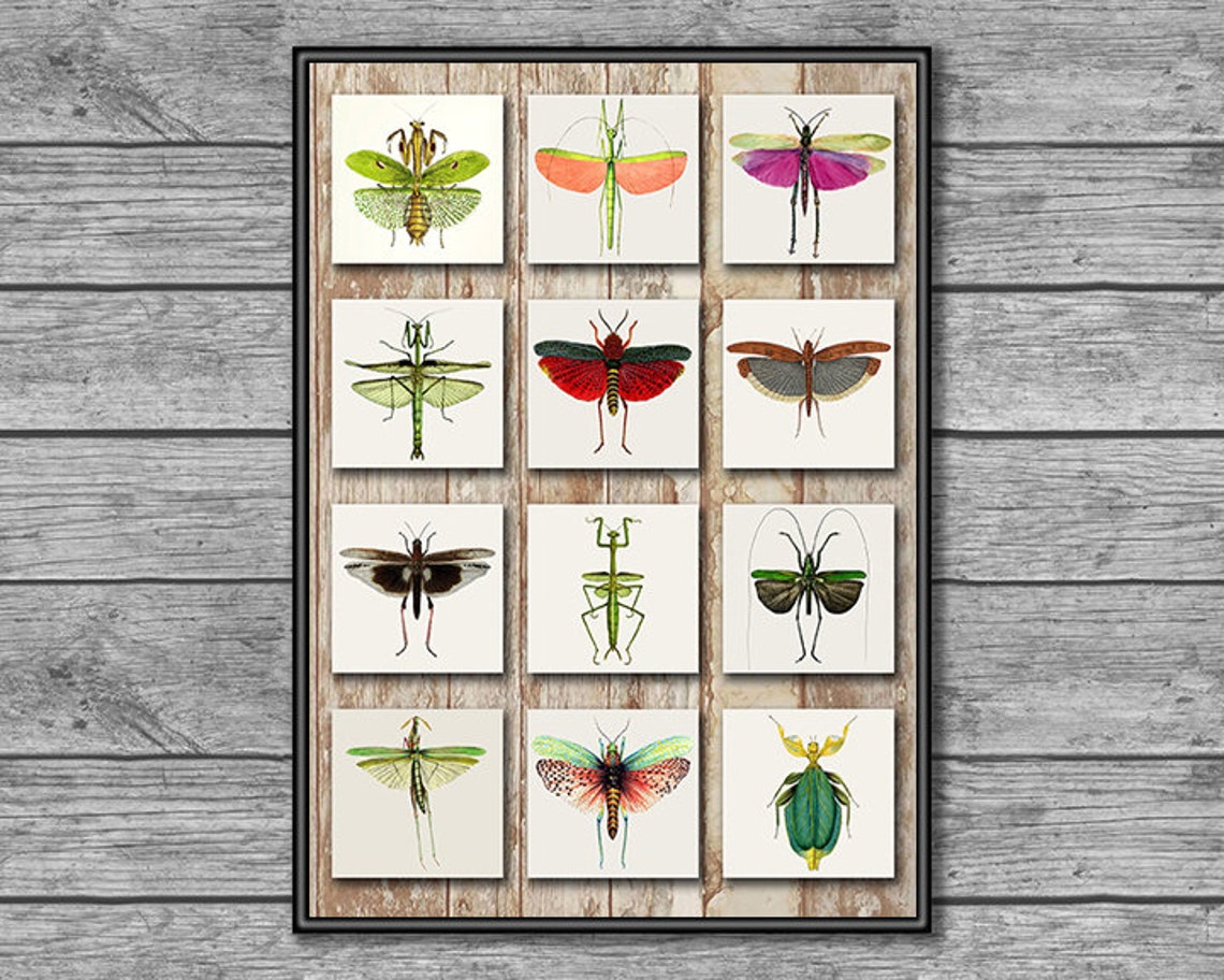 Grasshopper Praying Mantis Orthoptera Insect Collection Images - Etsy