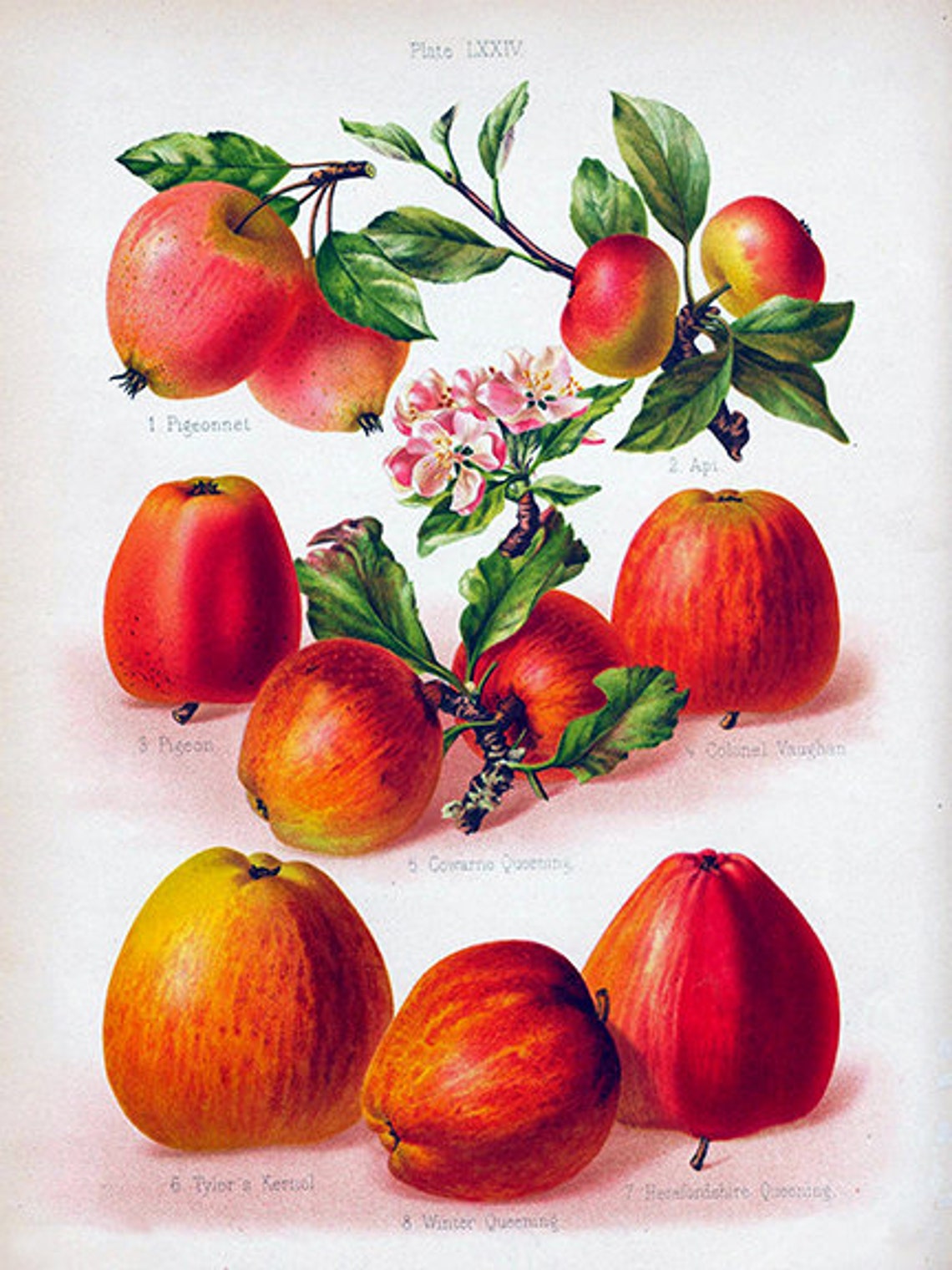 Botanical Print Belgian Apple Chart, Antique Poster Art - Etsy