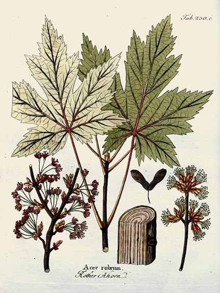 Tree Leaf and Seed Identification Botanical Prints - Etsy